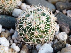 CactusGarden - Coryphantha